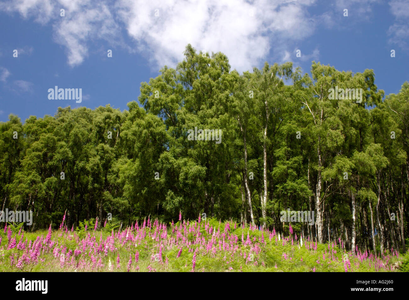 Rannoch forest hi-res stock photography and images - Alamy