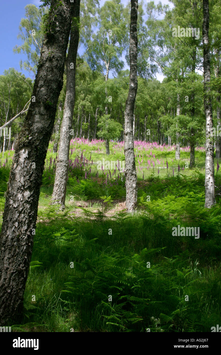 Rannoch Forest Scotland Stock Photo - Alamy