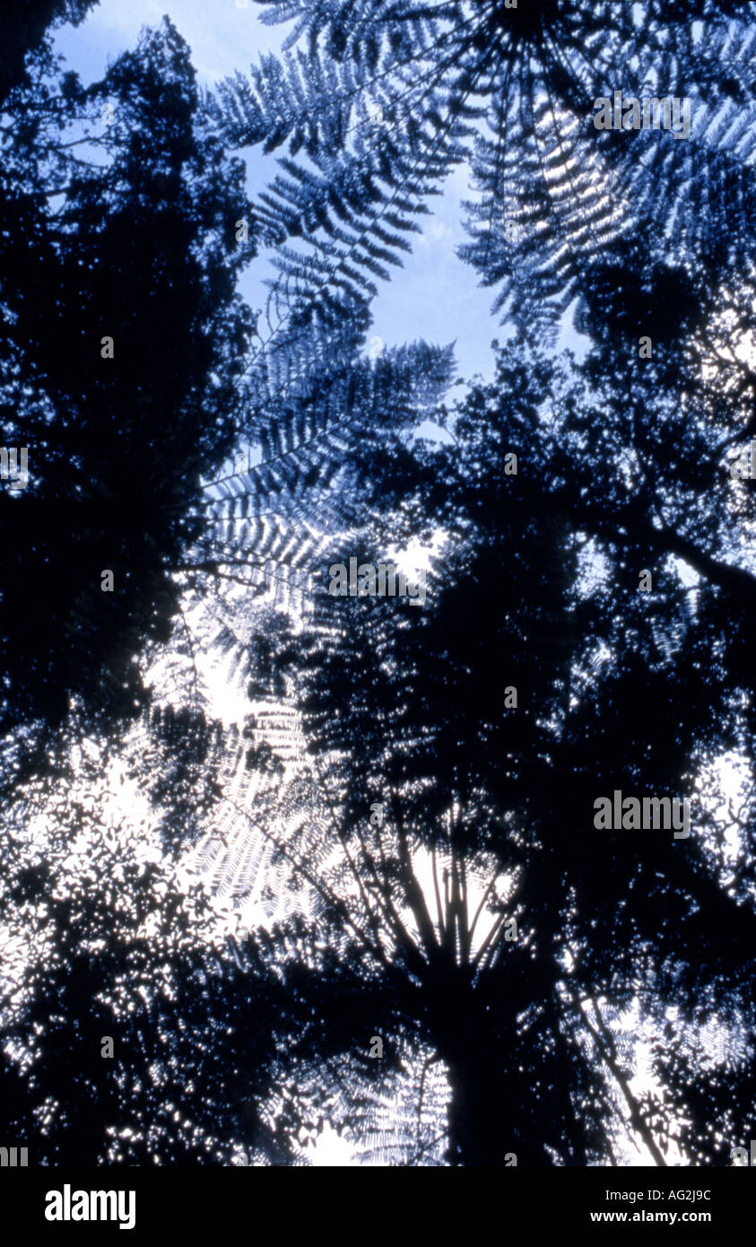 Abstract of native ponga fern fronds New Zealand Stock Photo - Alamy