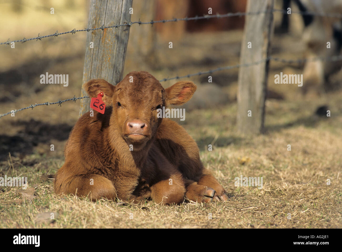 Cattle ranch british columbia hi-res stock photography and images - Alamy