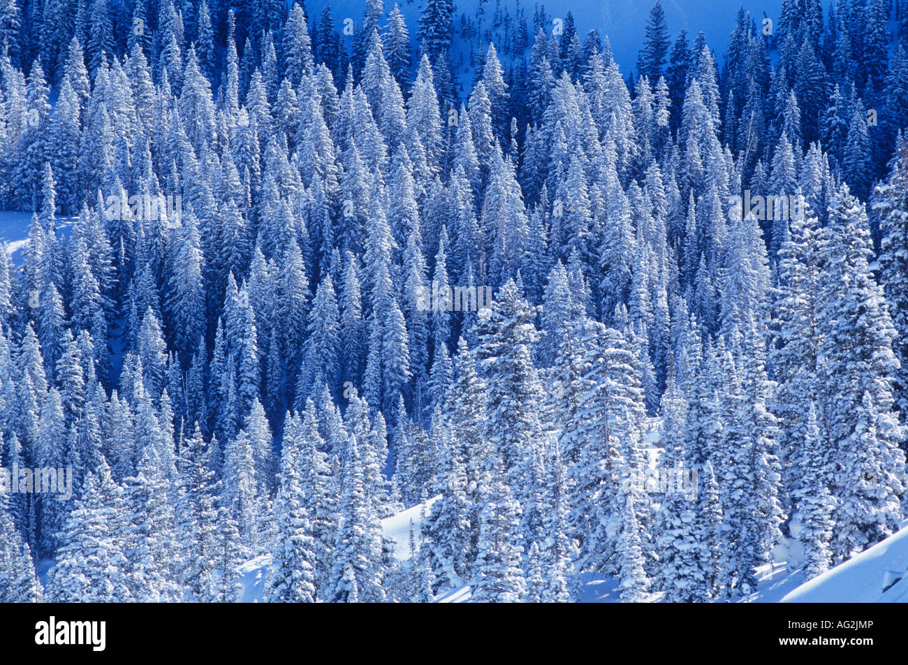 Pine trees in snow, elevated view Stock Photo - Alamy