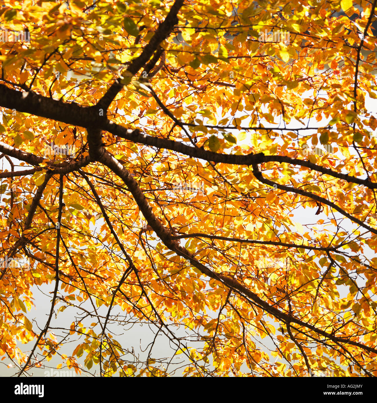 Elm tree square hi-res stock photography and images - Alamy