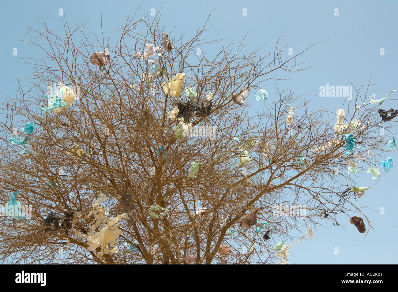 Plastic bags caught in dead tree Stock Photo - Alamy