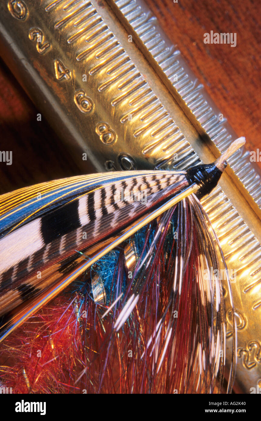 Atlantic salmon scale hi-res stock photography and images - Alamy