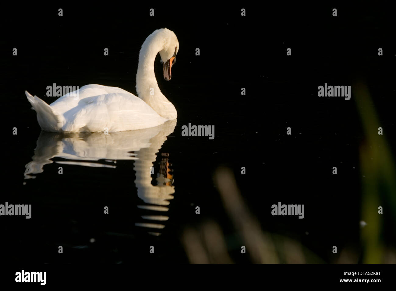 A white swan and its reflection in the early evening sunlight Stock ...