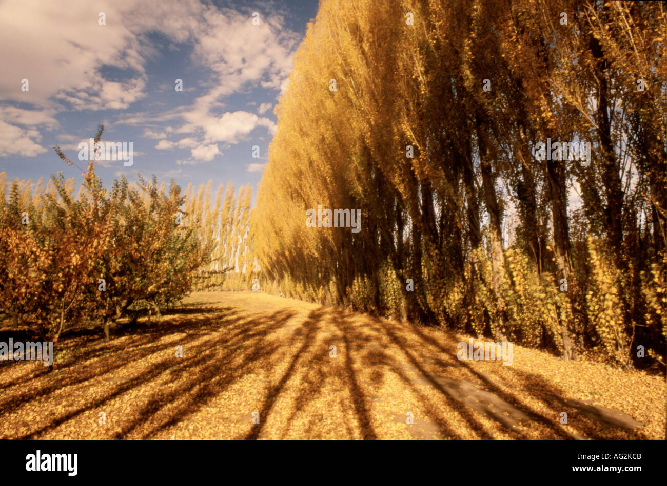 New zealand apples orchard hi-res stock photography and images - Alamy