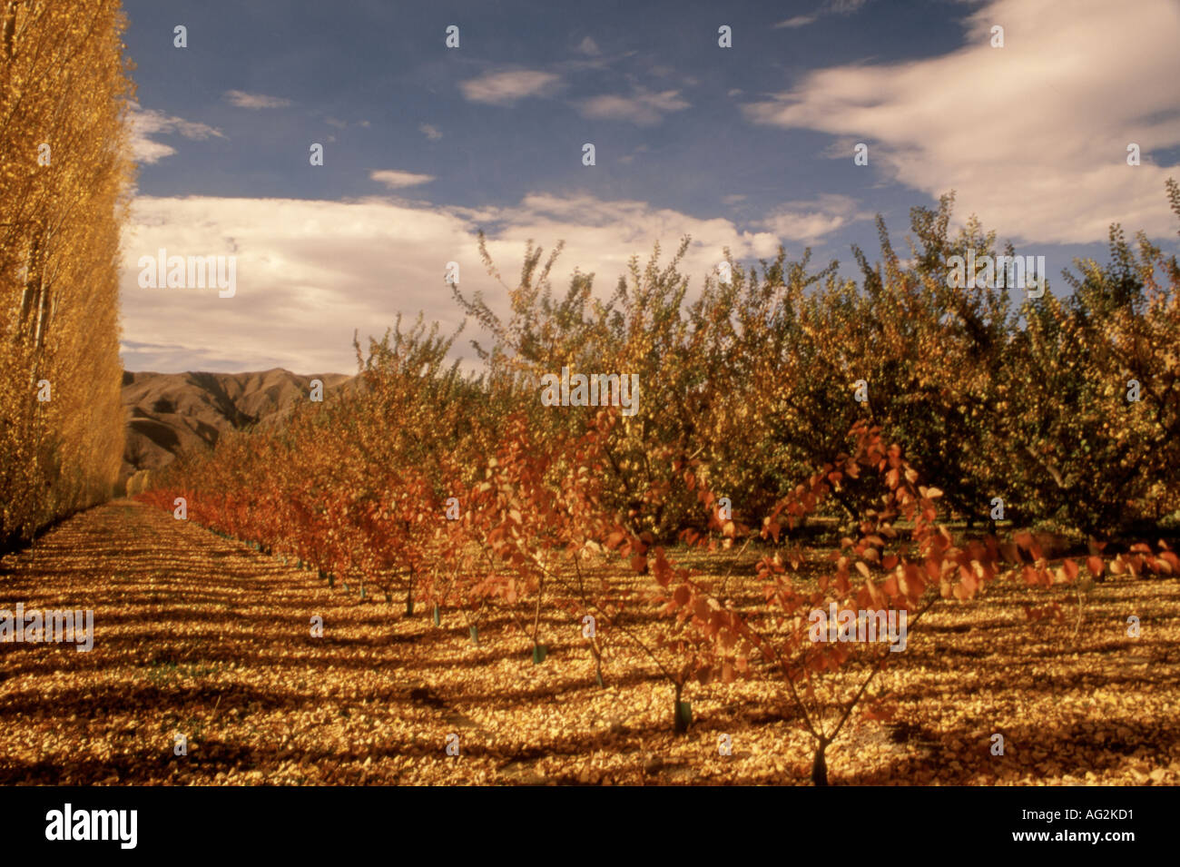 New zealand apple trees hi-res stock photography and images - Alamy
