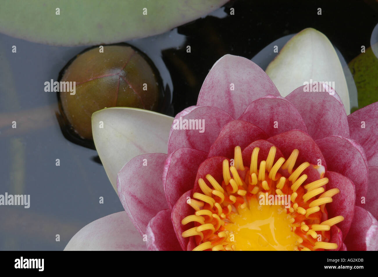 Water lily flower bud Stock Photo - Alamy