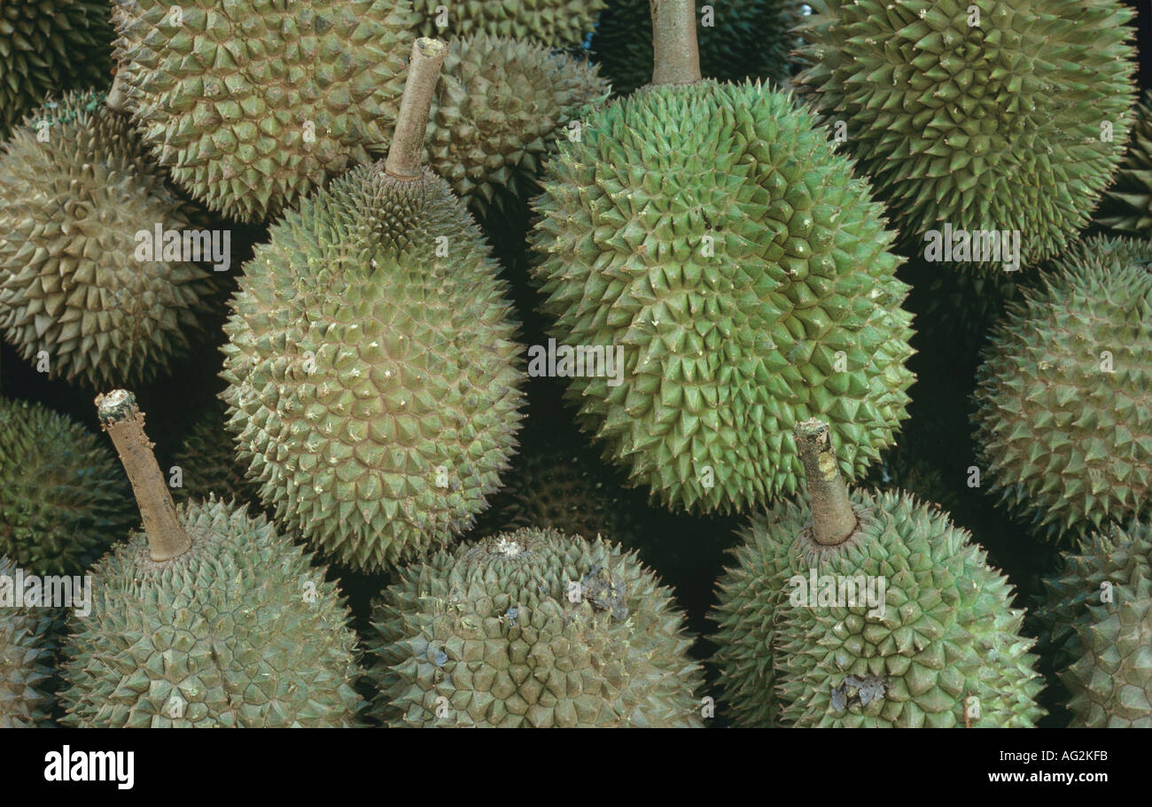 Cauliflorous High Resolution Stock Photography and Images - Alamy