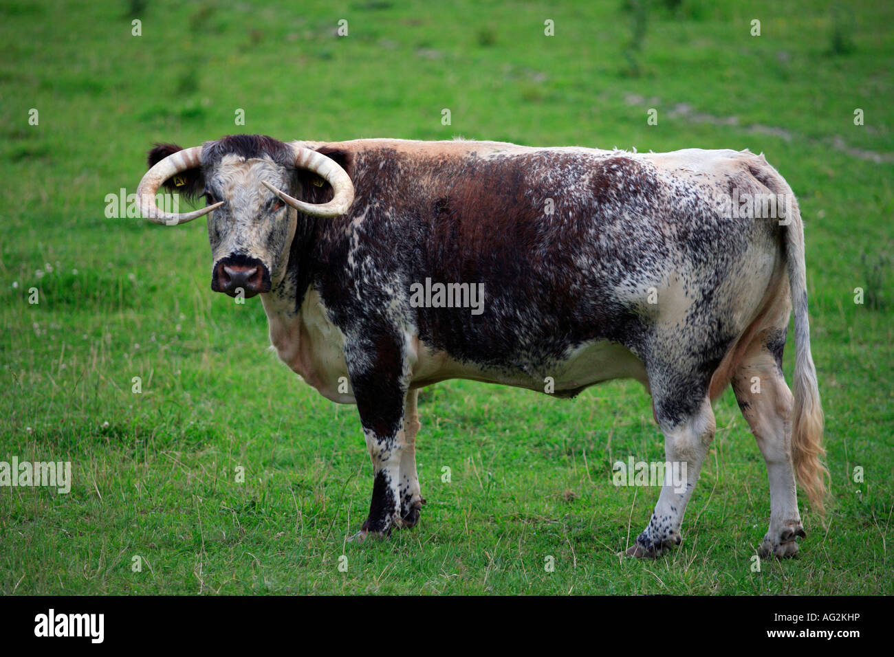 English breed of draught horse hi-res stock photography and images - Alamy