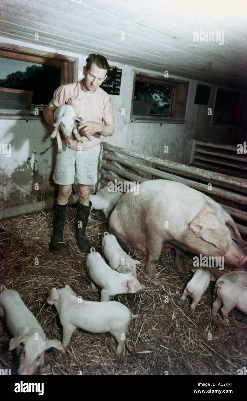 Pig farmer hi-res stock photography and images - Alamy