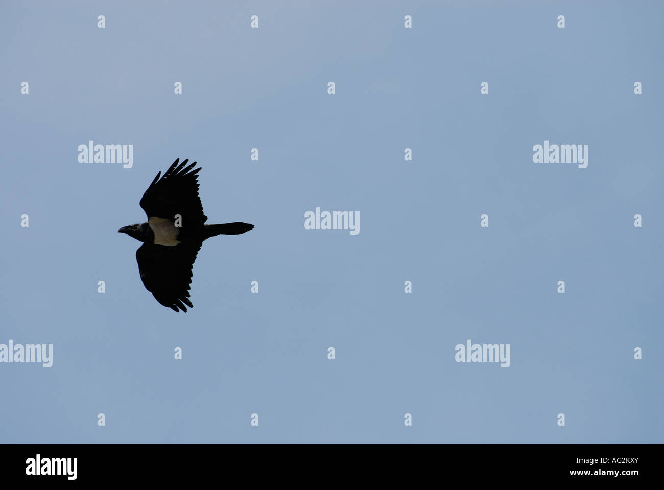 Jet black crow hi-res stock photography and images - Alamy