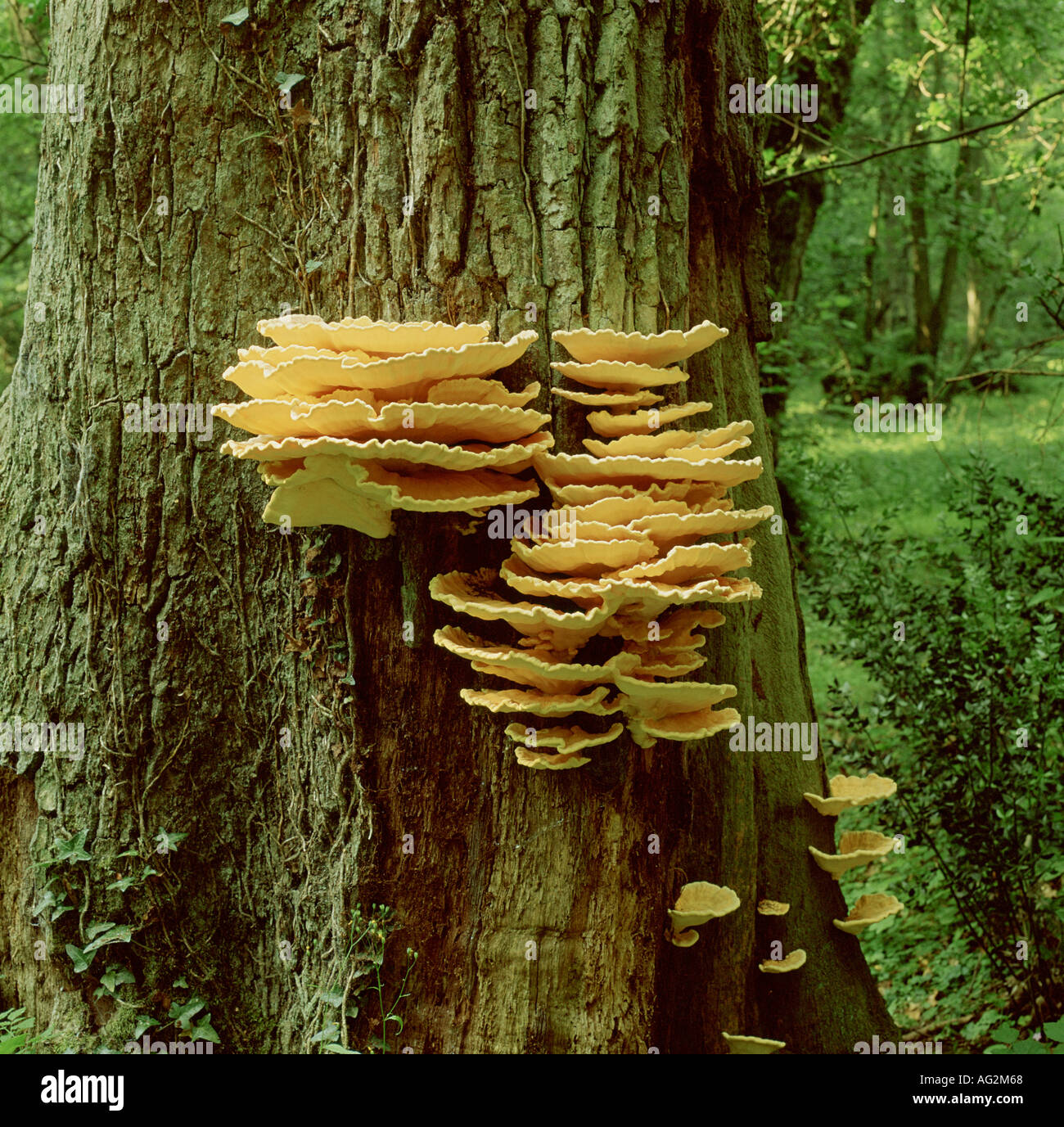 Sulphur polypore fungus Stock Photo - Alamy