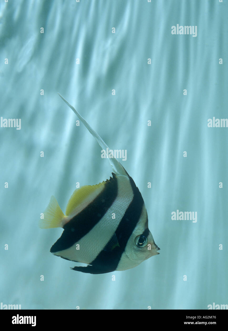 Pennant butterflyfish hi-res stock photography and images - Alamy