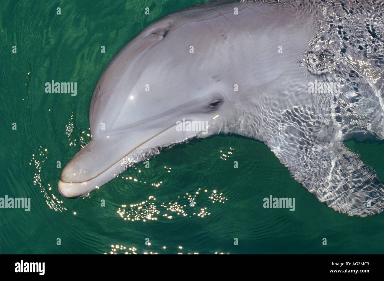 Bottlenose dolphin showing blow hole Stock Photo - Alamy