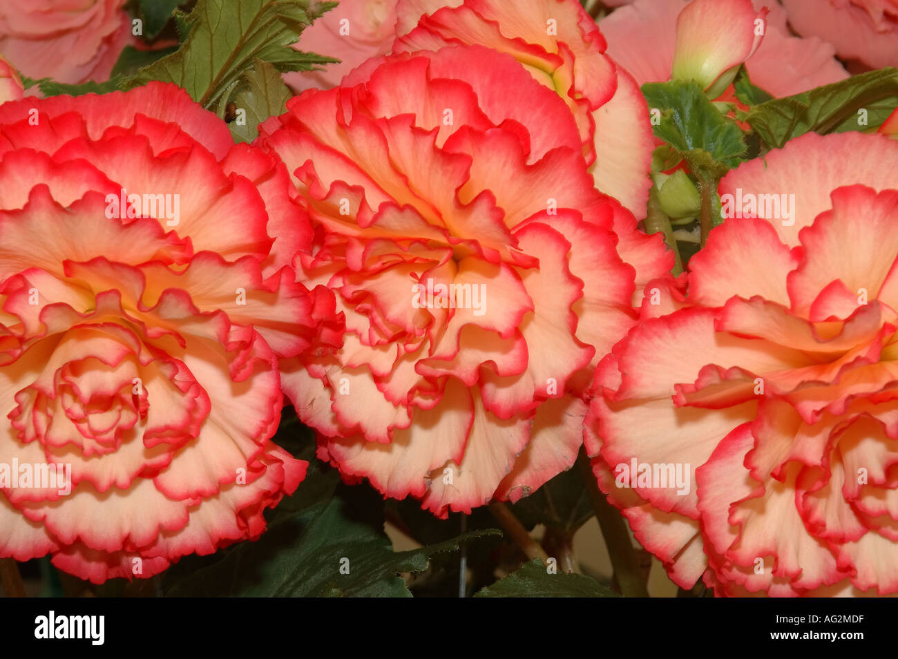 Begonia Bali Hi Stock Photo - Alamy