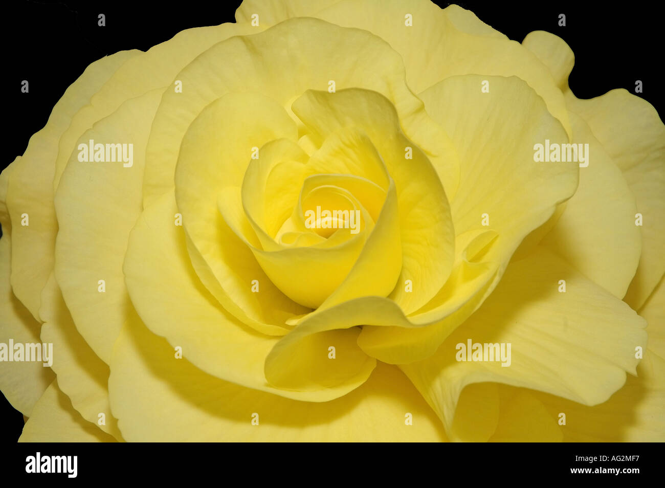 Begonia Monica Bryce Stock Photo - Alamy