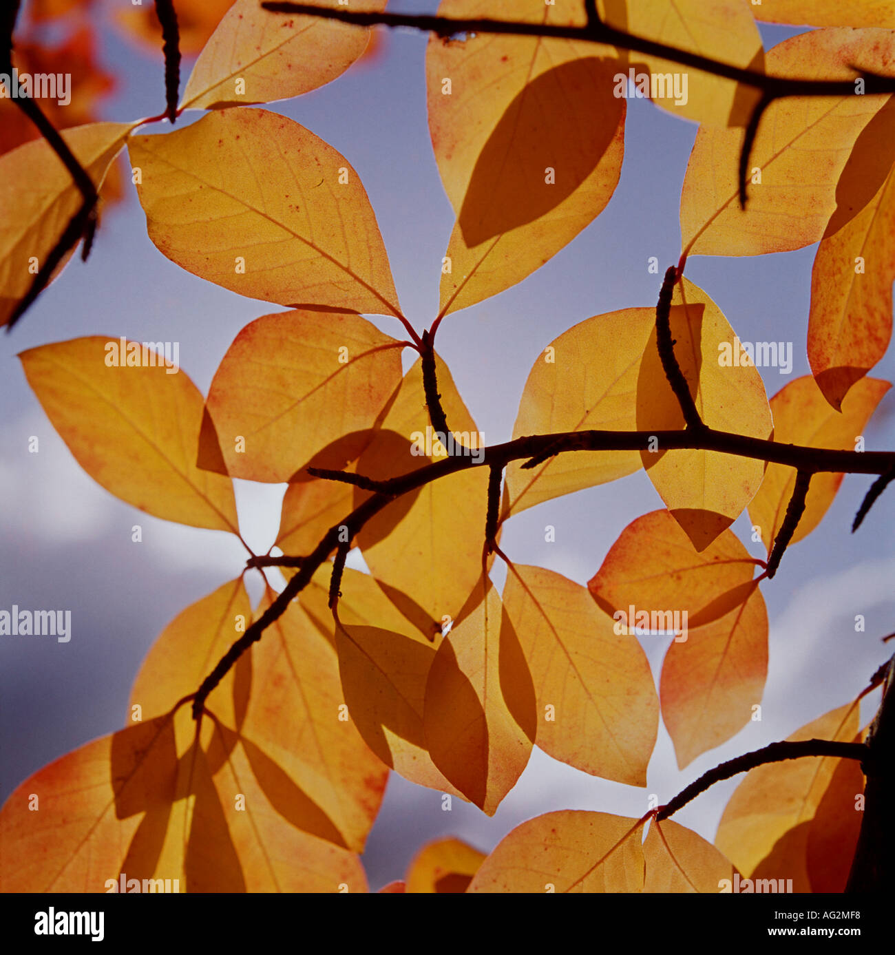 Tupelo gum trees hi-res stock photography and images - Alamy