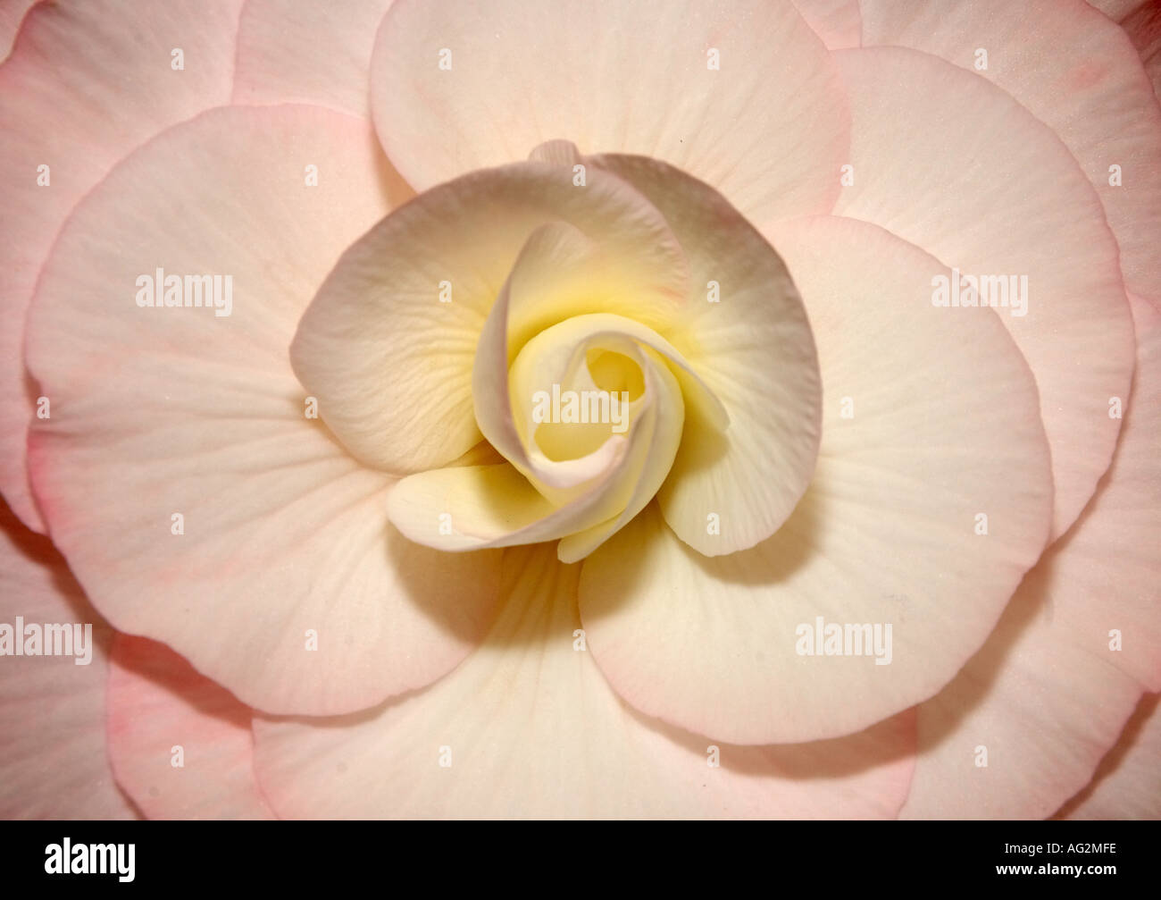 Begonia Powder Puff Stock Photo - Alamy