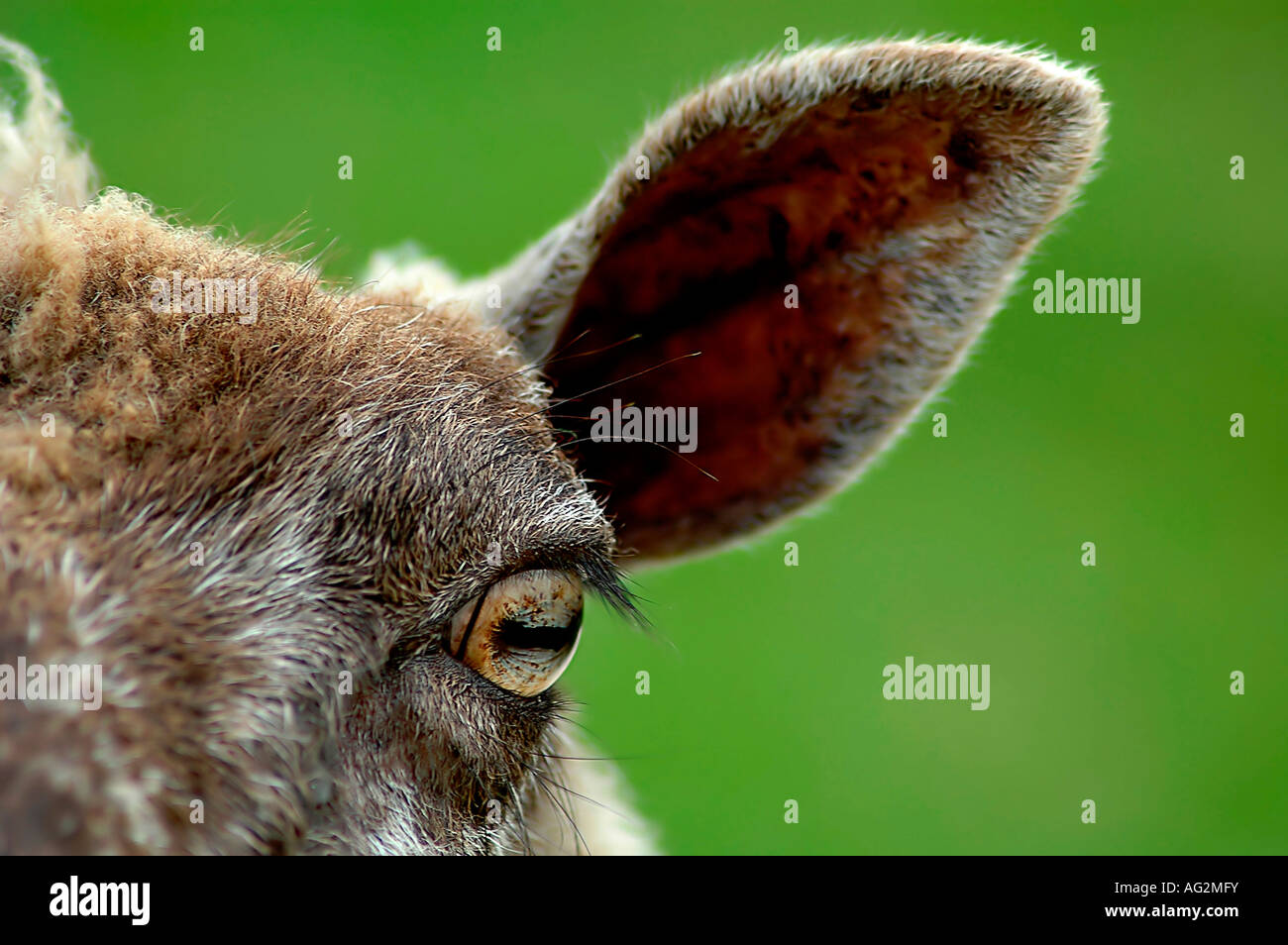 Eye of a sheep Stock Photo - Alamy