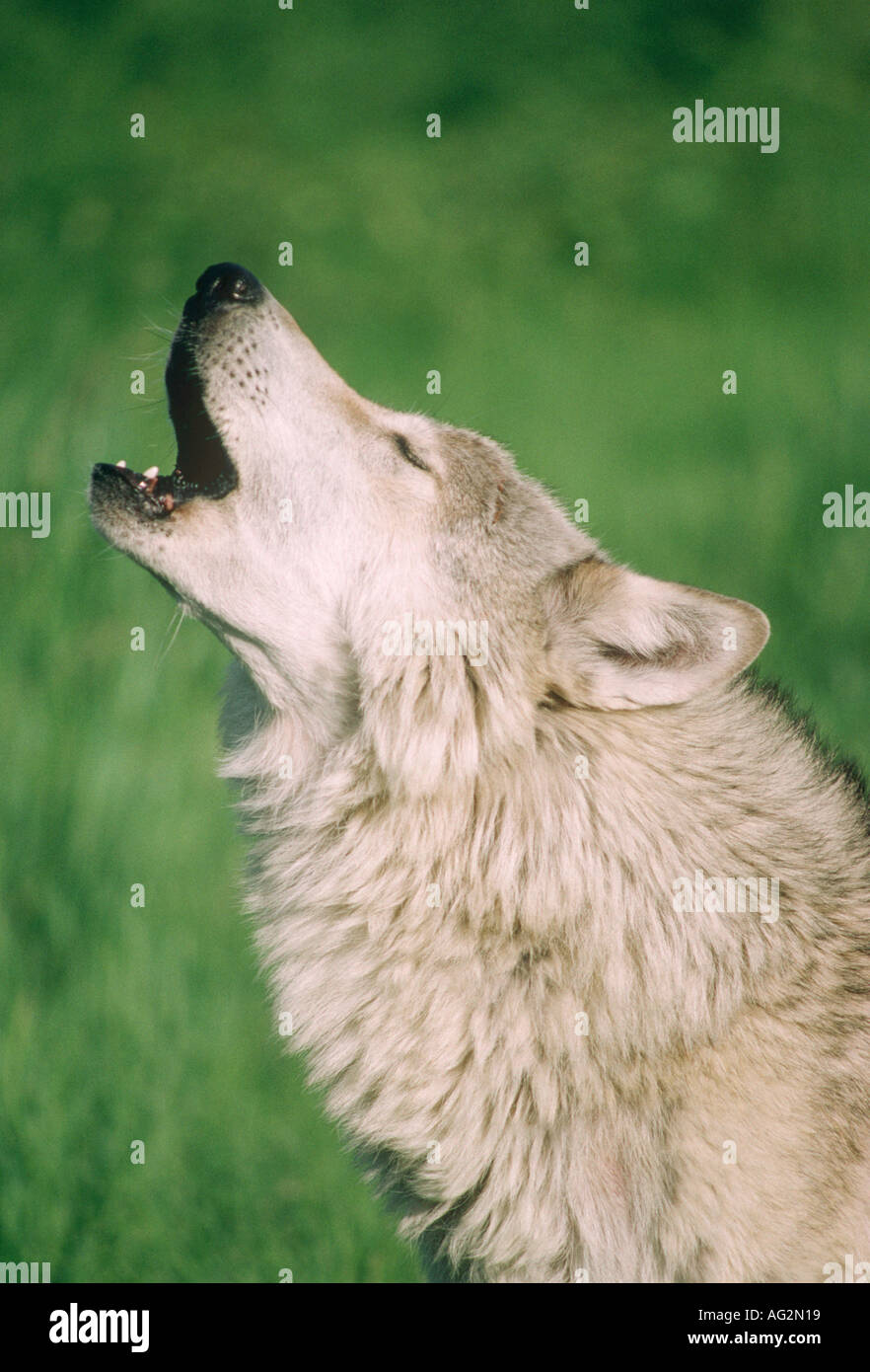 Timber Wolf Howling Stock Photos & Timber Wolf Howling Stock Images - Alamy