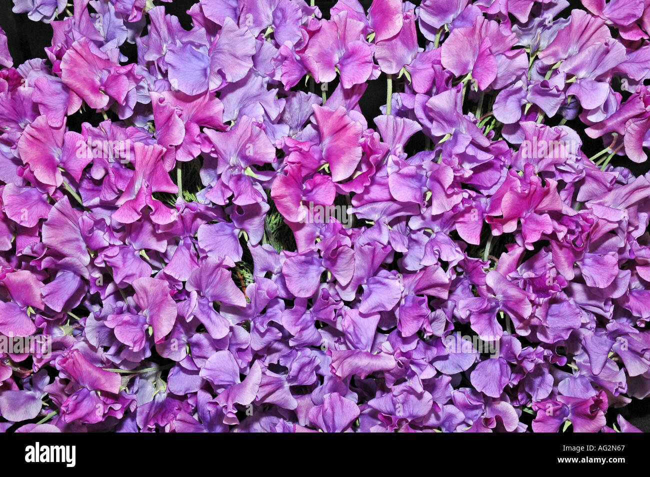 Sweet Pea Richard and Judy Stock Photo - Alamy