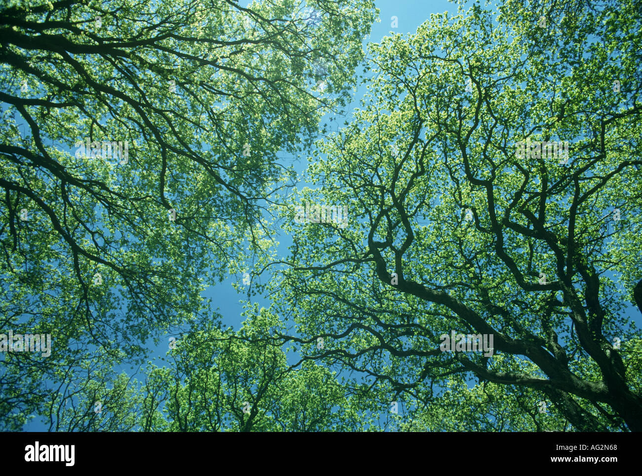 With canopy hi-res stock photography and images - Alamy