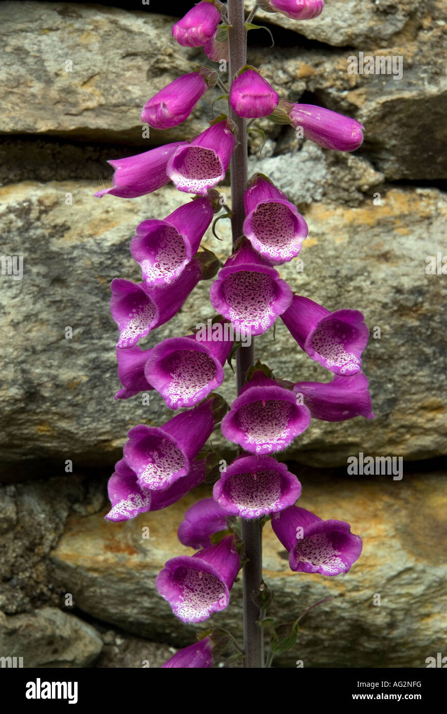 welsh purple flowers and traditional stone wall Stock Photo - Alamy