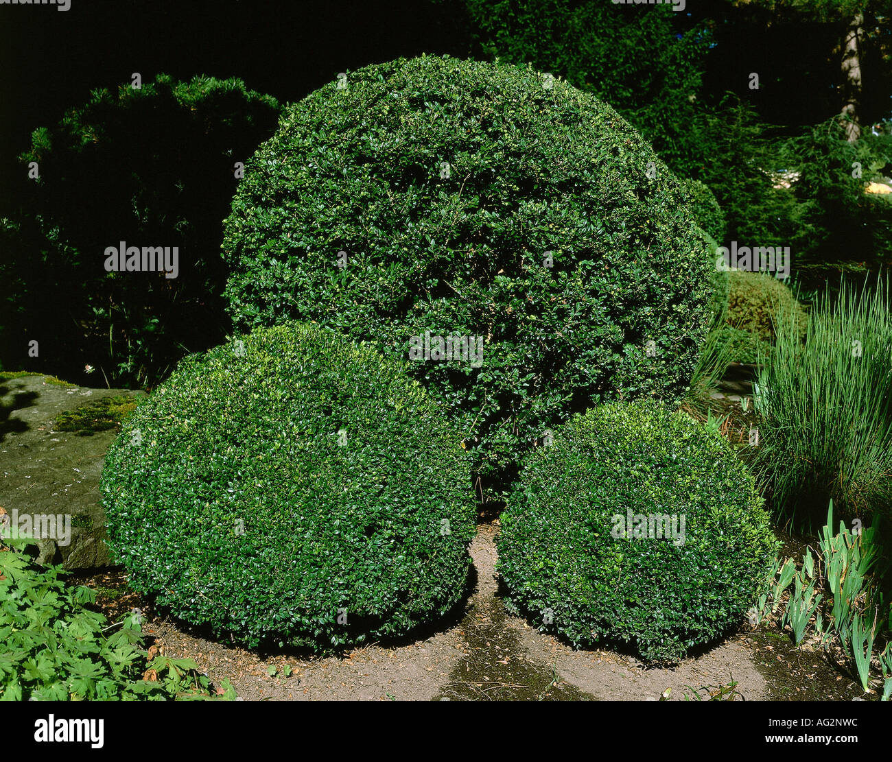 Box buxus sempervirens buxaceae hi-res stock photography and images - Alamy