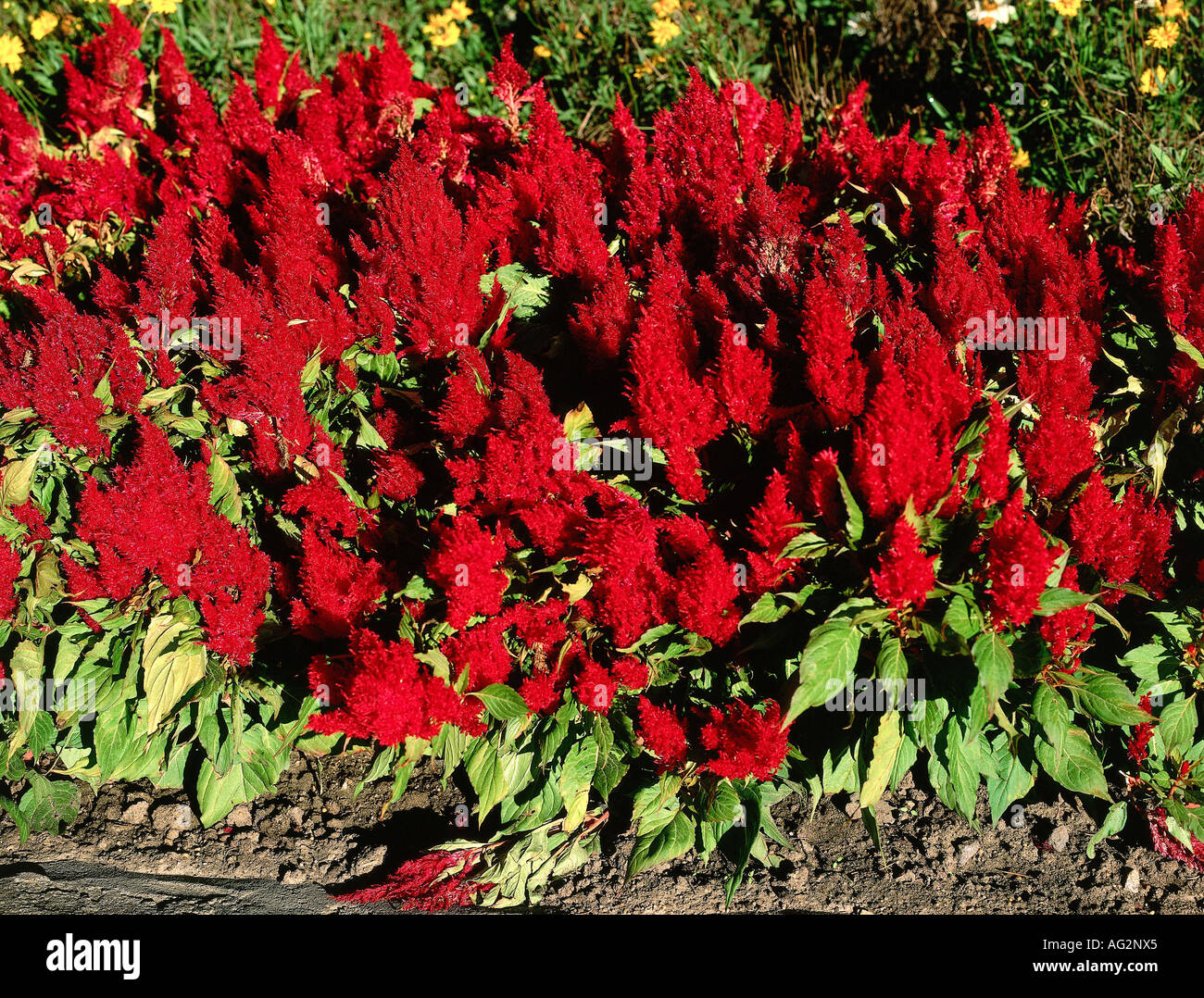 Plume cockscomb hi-res stock photography and images - Alamy