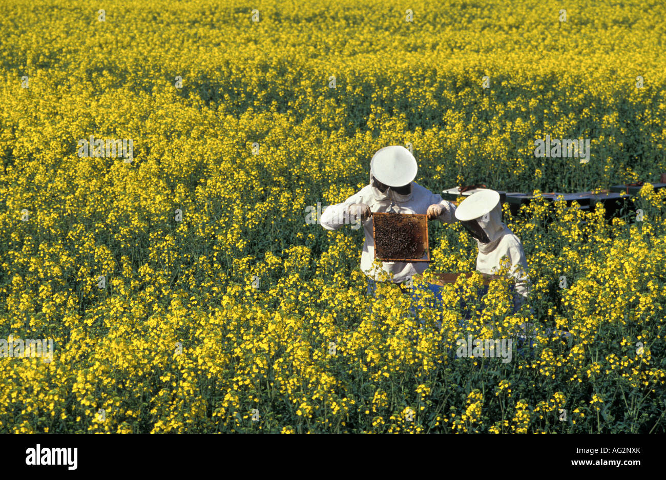Netherlands Lelystad Bee keepers in coleseed field Stock Photo - Alamy