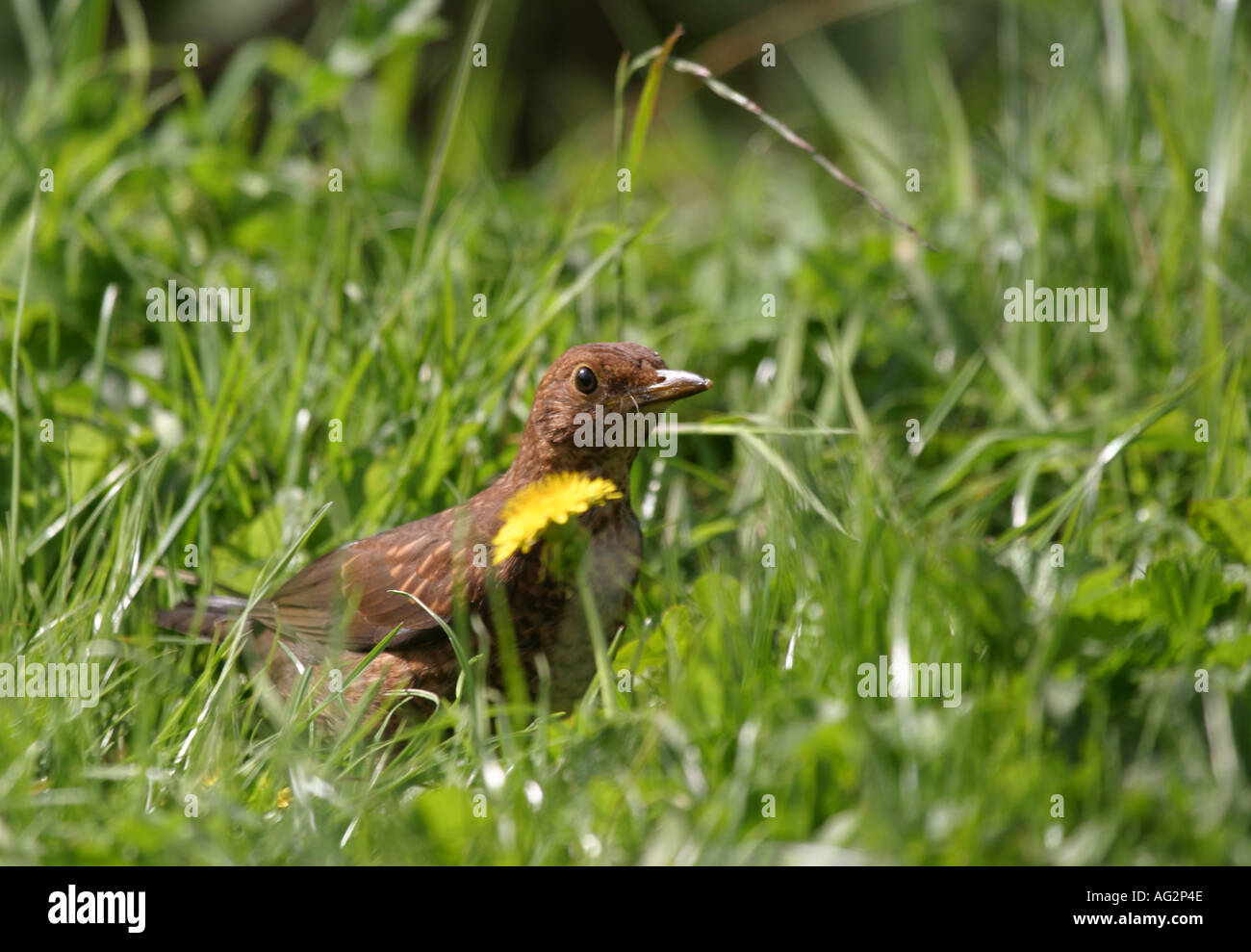 Black Bird in Grass Stock Photo - Alamy