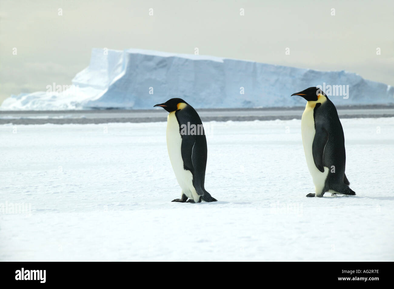 Antarctic emperor penguins poster hi-res stock photography and images ...