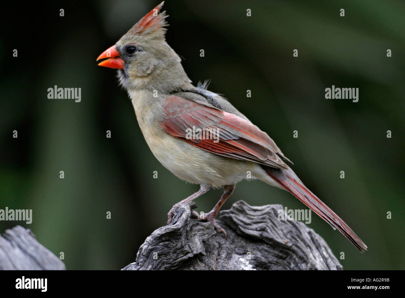 female northern cardinal Stock Photo - Alamy