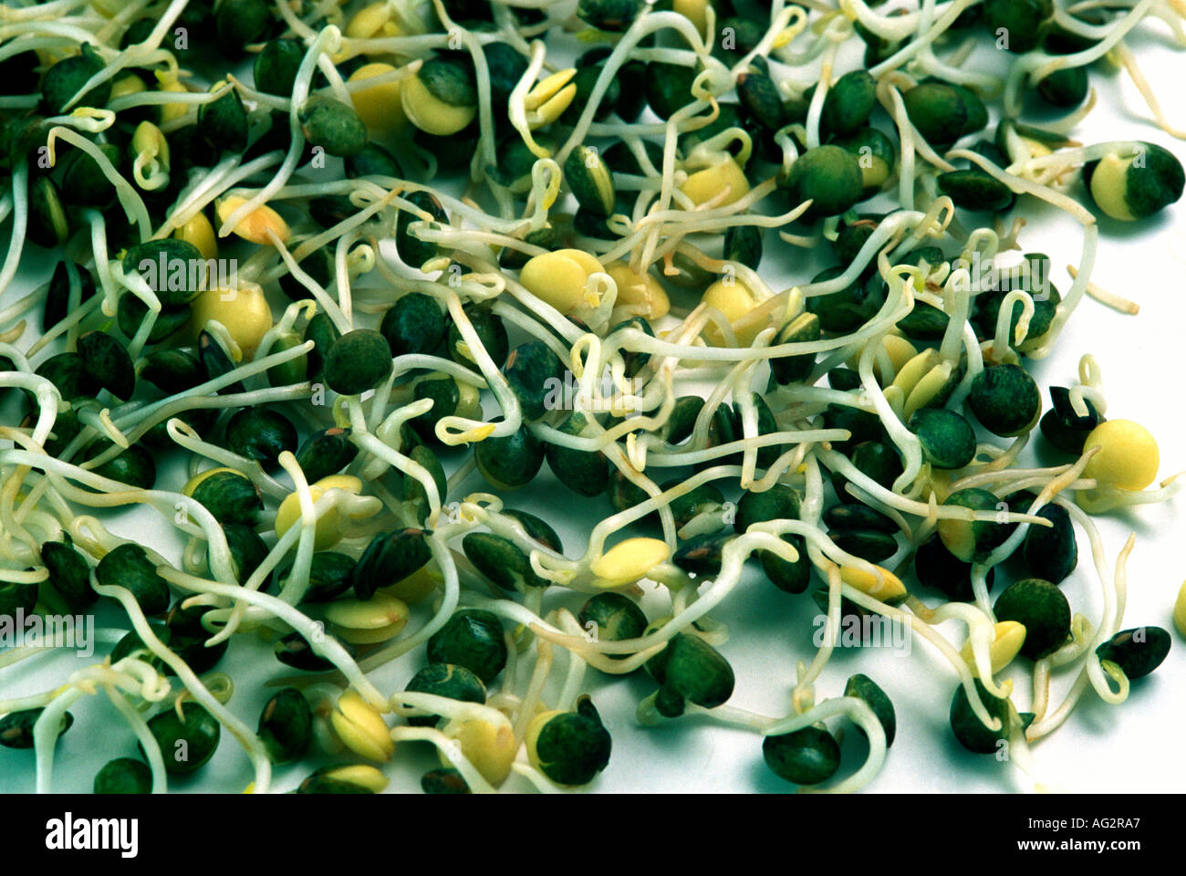 Green Lentil sprouts Stock Photo - Alamy