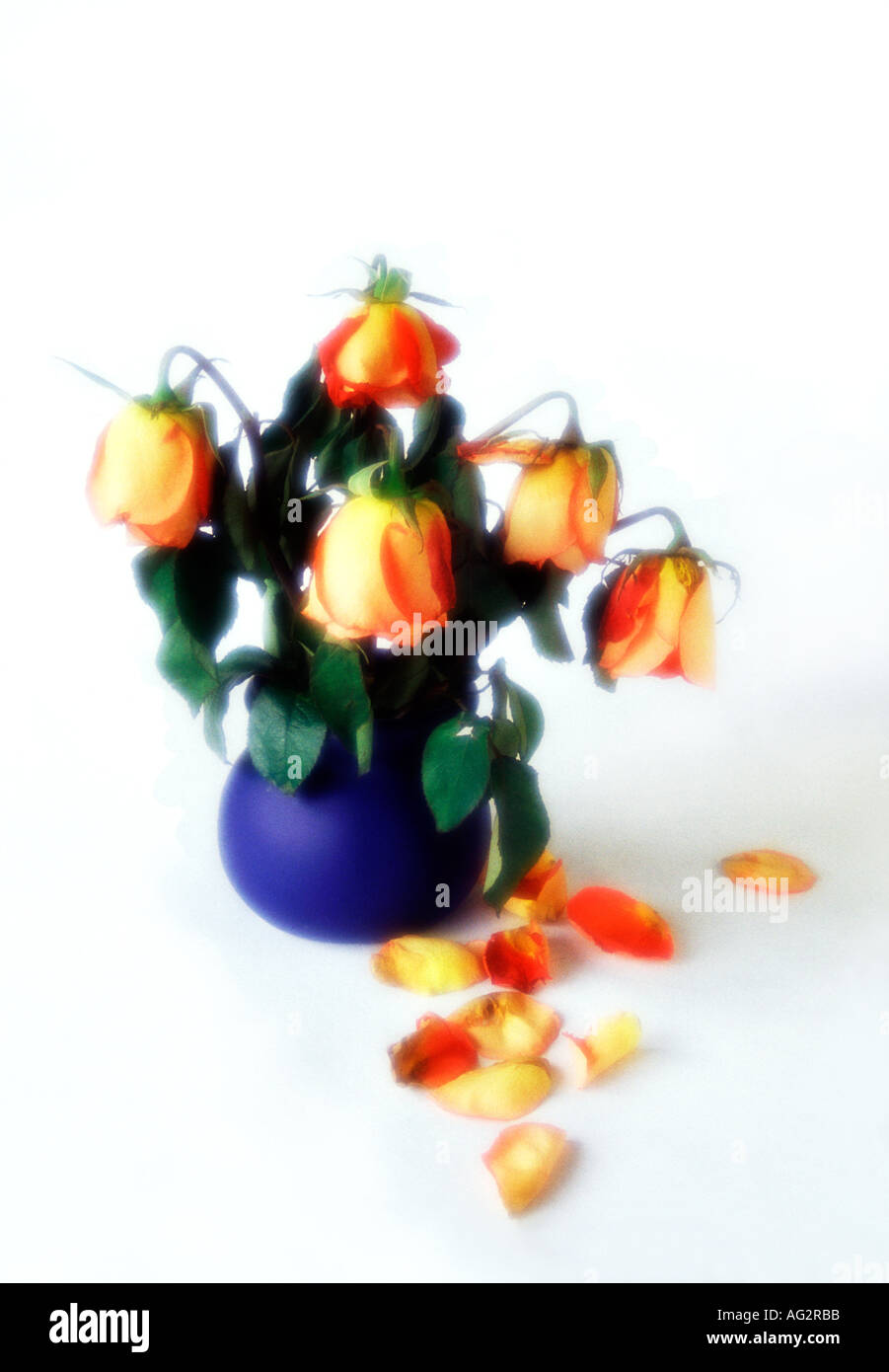 Wilted Roses in blue Vase soft focus Stock Photo - Alamy