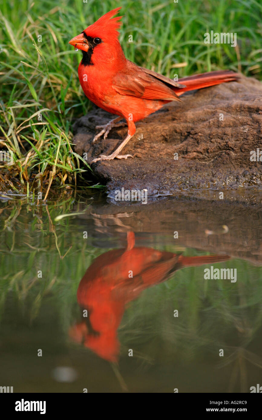 Cardinal reflection hi-res stock photography and images - Alamy