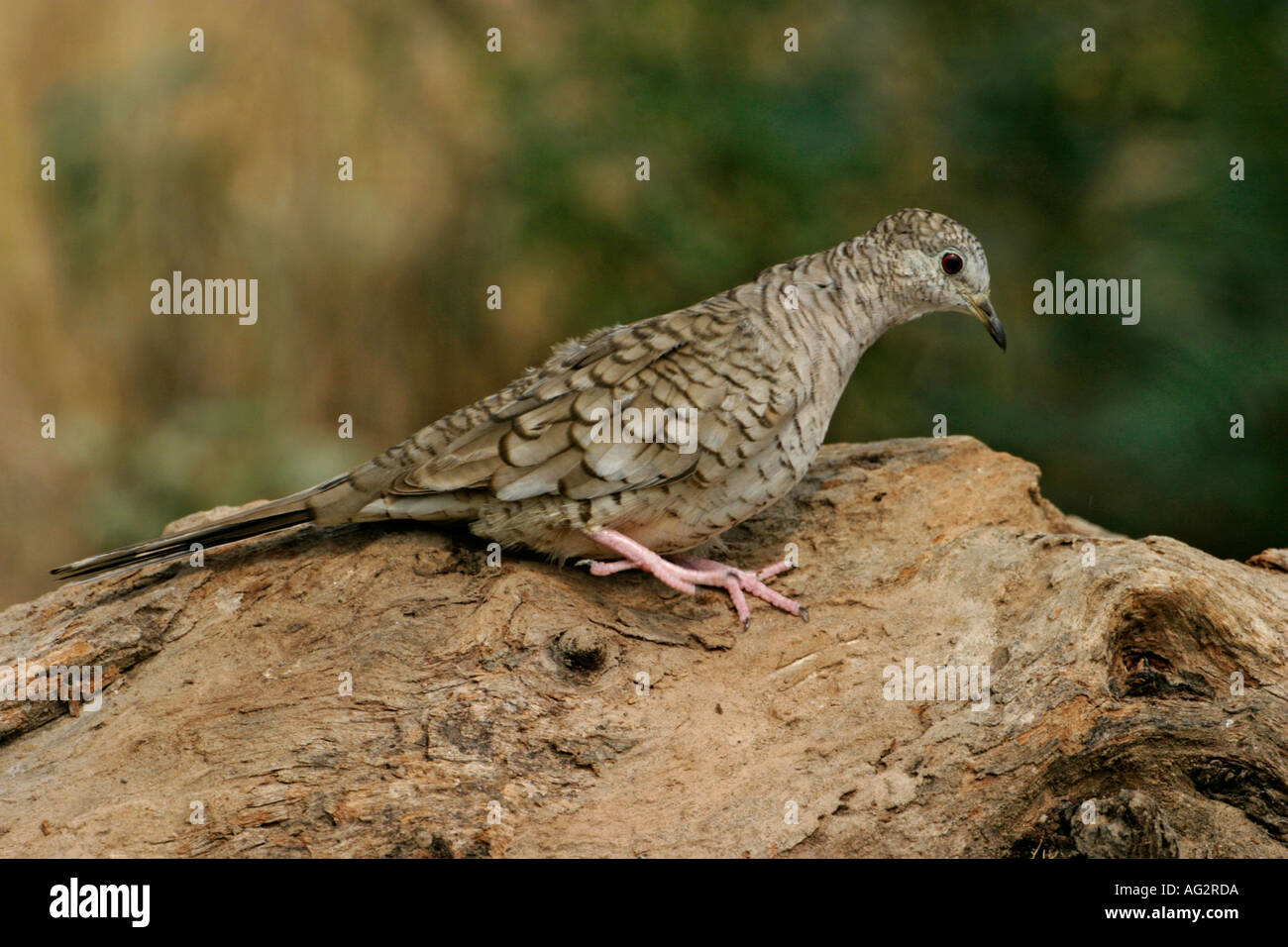 Inca dove texas hi-res stock photography and images - Alamy