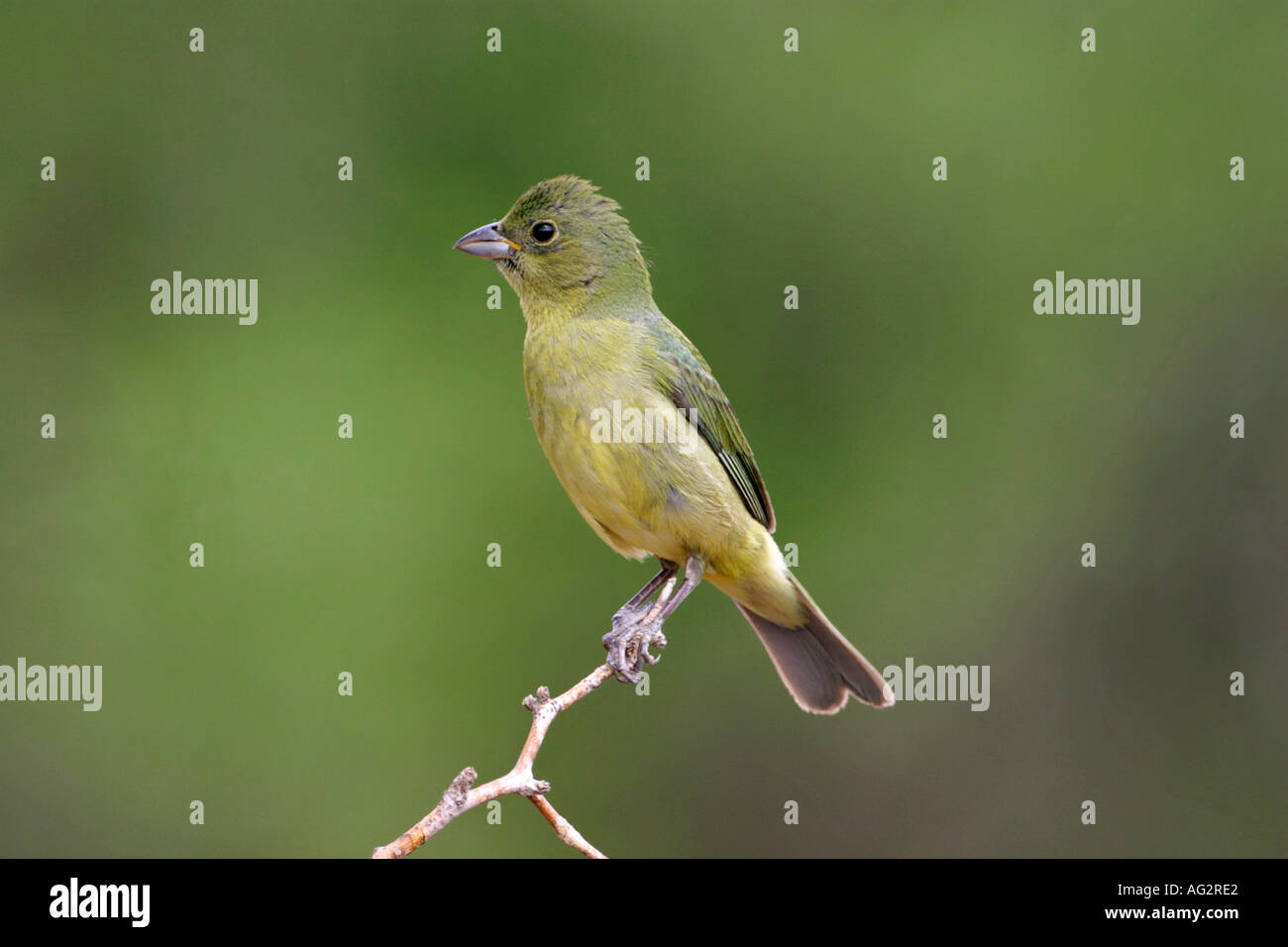 female painted bunting Stock Photo - Alamy