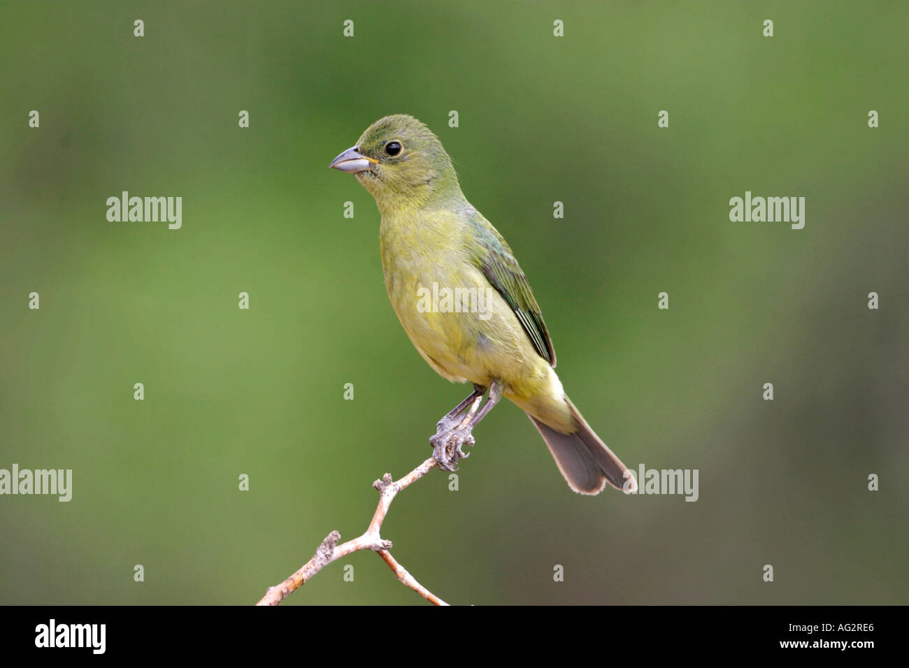 female painted bunting Stock Photo - Alamy