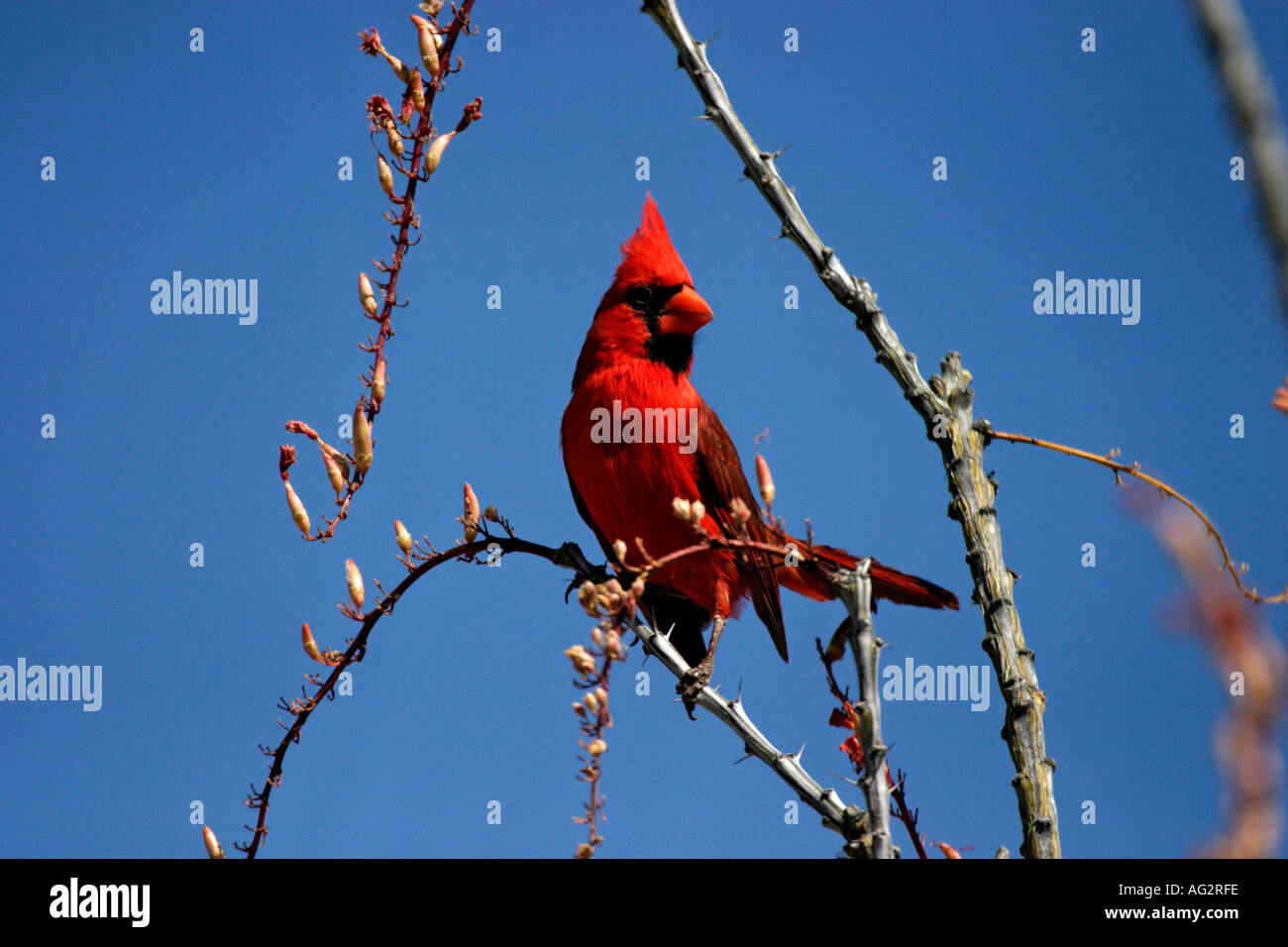 male cardinal on branch Stock Photo - Alamy