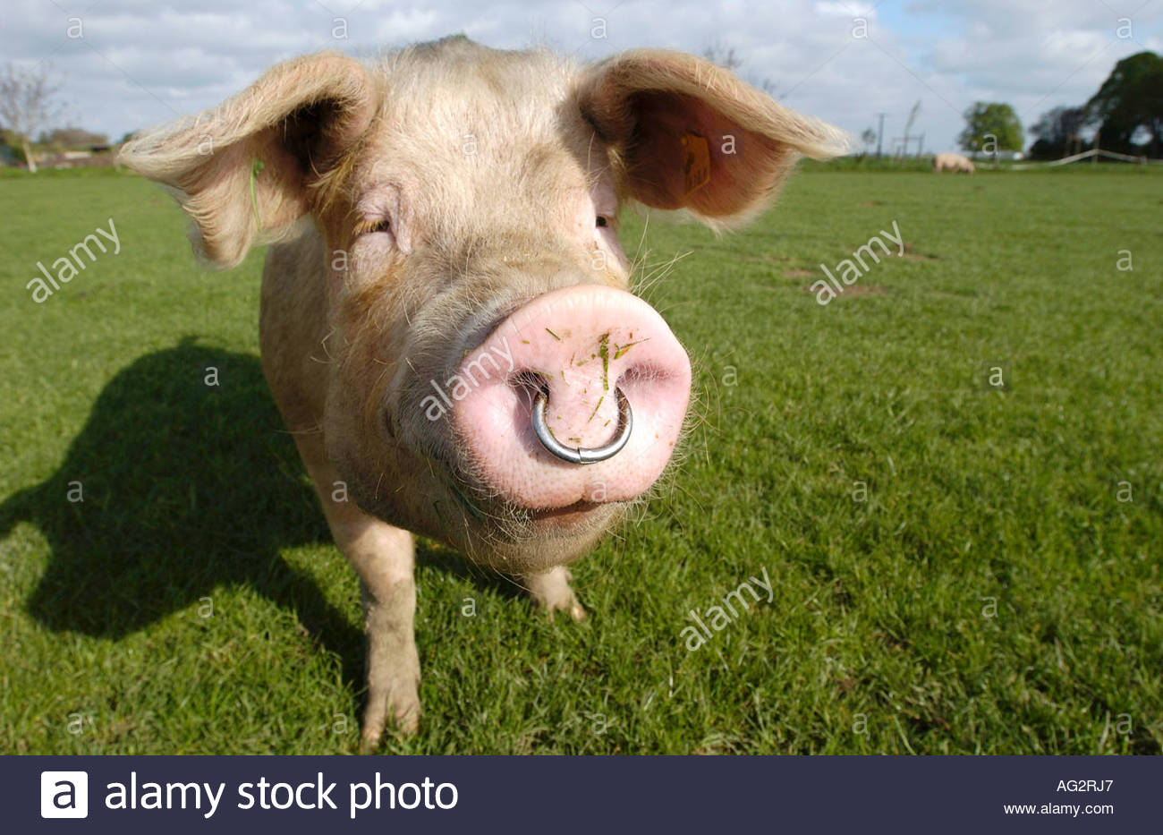 Pig With Nose Ring Stock Photos & Pig With Nose Ring Stock Images - Alamy