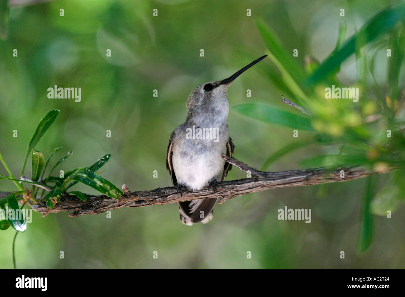 Costa s hummingbird Stock Photo - Alamy