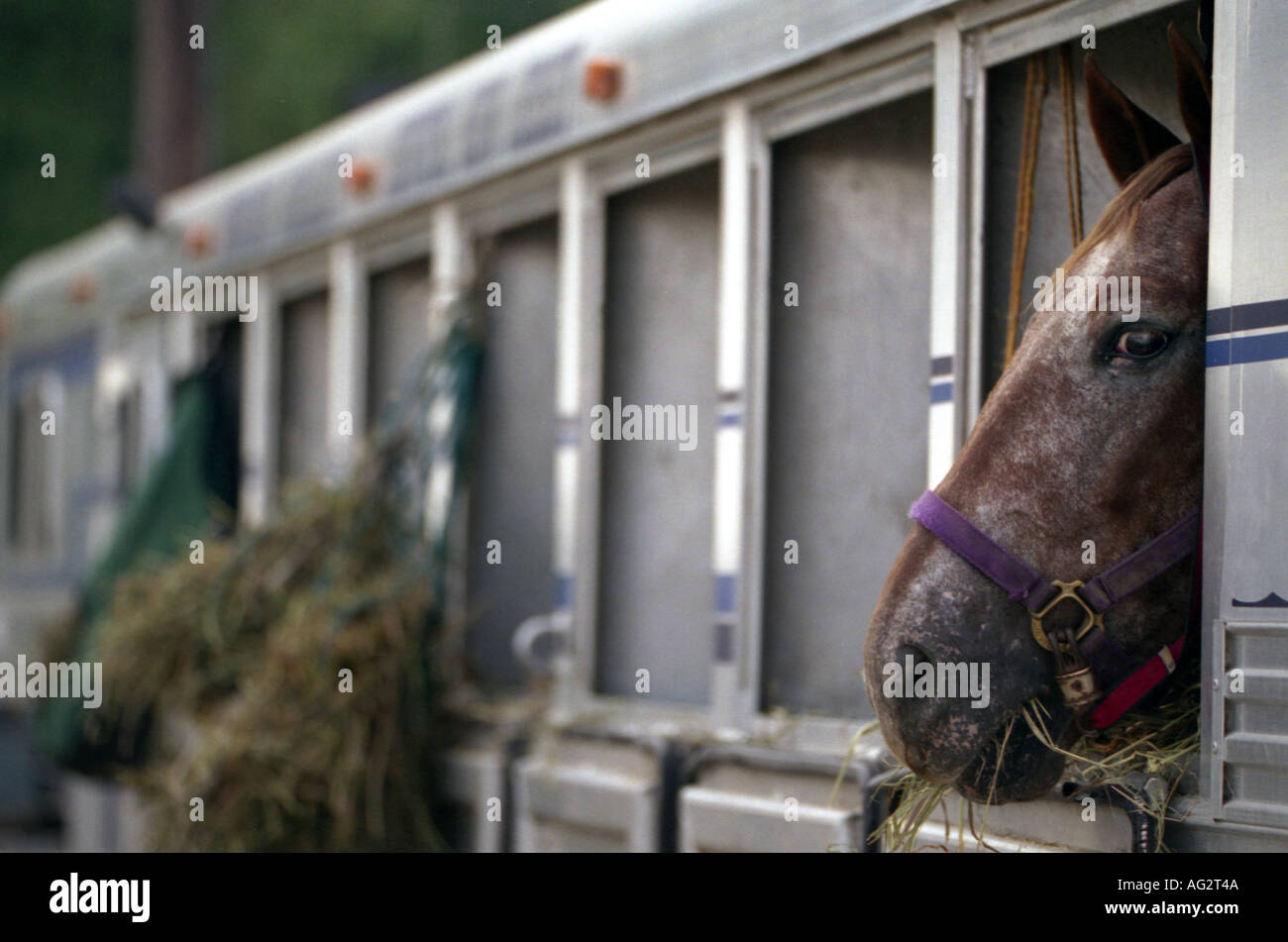 Horse in mobile stable Stock Photo - Alamy