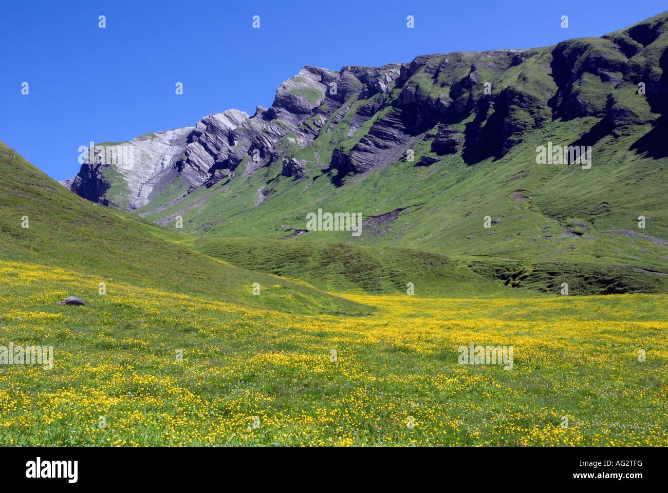 swiss alpine flower meadow near first Stock Photo - Alamy