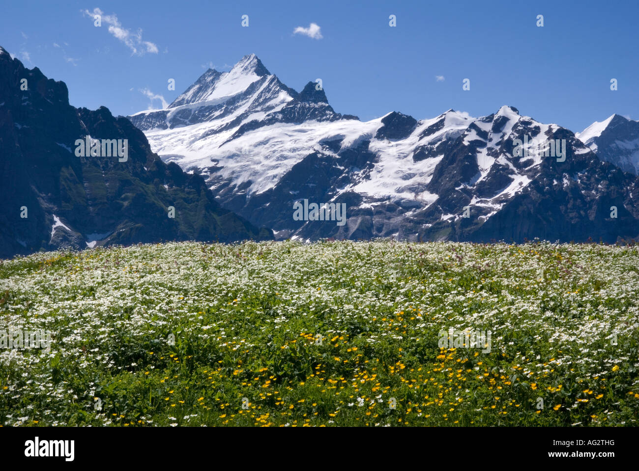swiss meadow and wetterhorn panorama Stock Photo - Alamy