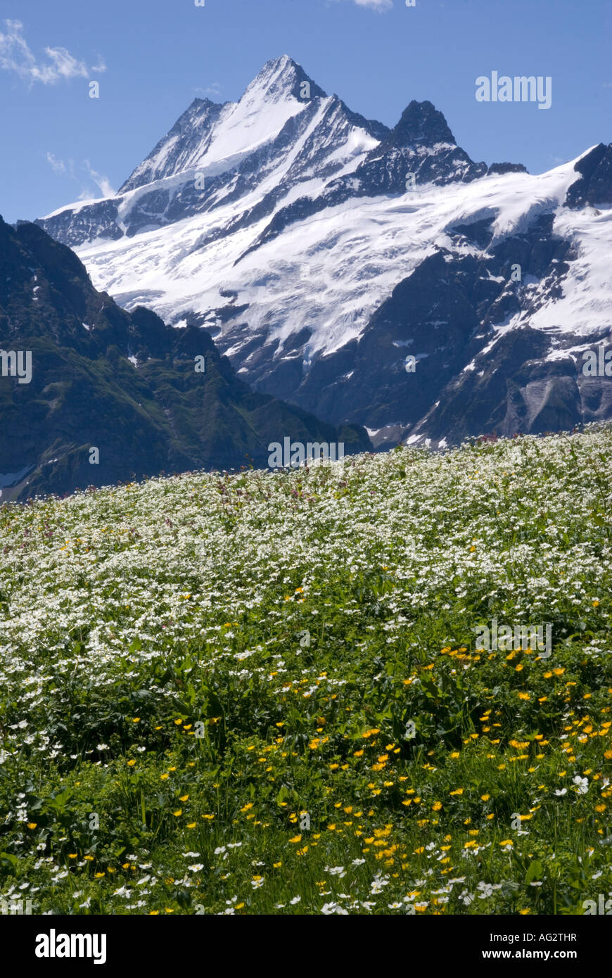 swiss alpine meadow Stock Photo - Alamy