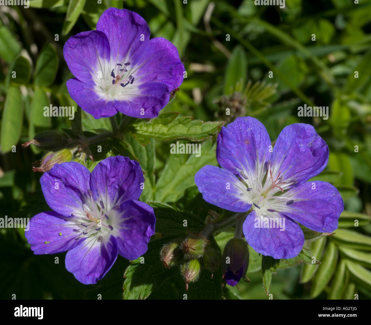 swiss wild alpine flower Stock Photo - Alamy