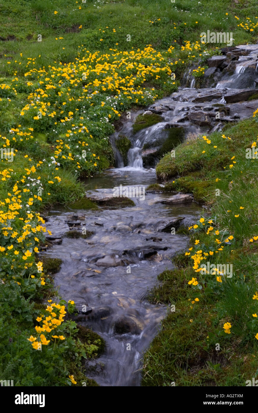 Mountain Stream With Flowers
