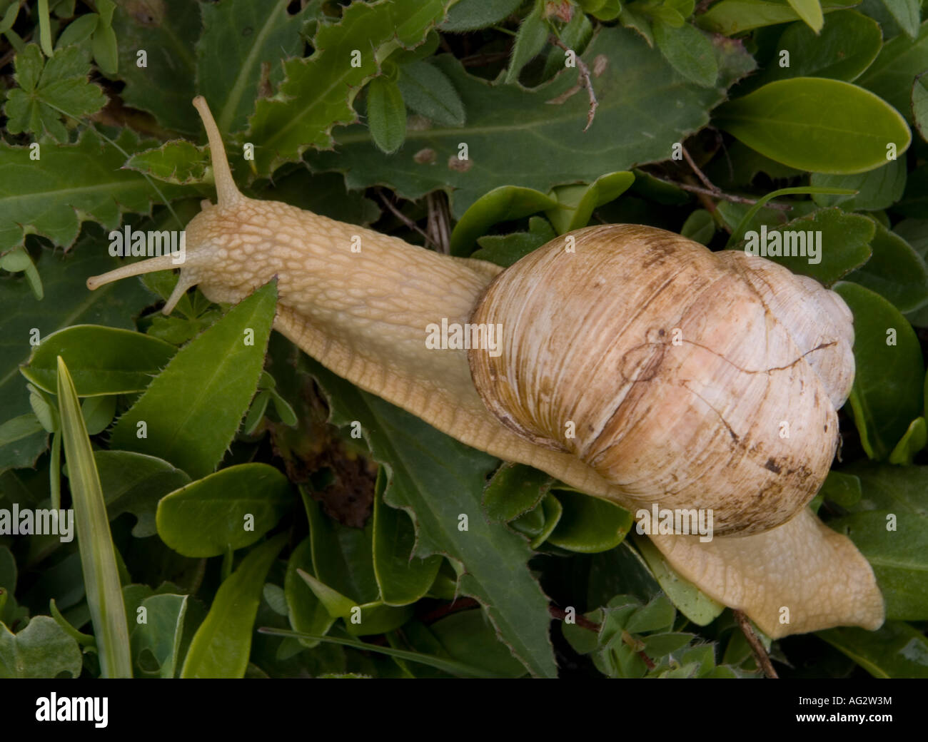 Very slow progress hi-res stock photography and images - Alamy
